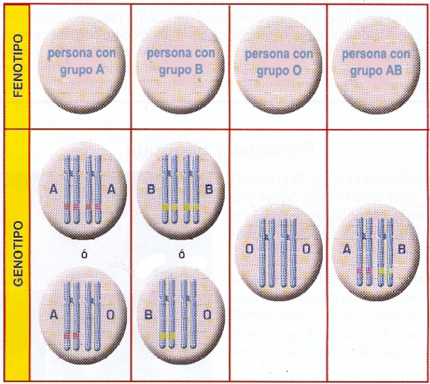 GREGOR JOHANN MENDEL